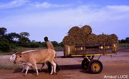 Arnaud Luce - Au Sénégal, le cœur du Sénégal