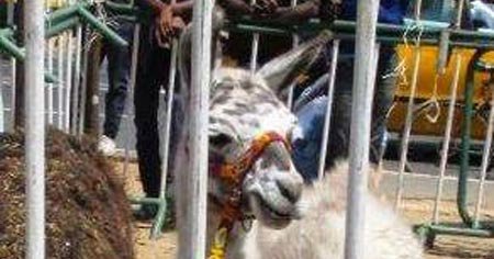 Dakar : un zoo dans la ville - Au Sénégal, le cœur du Sénégal