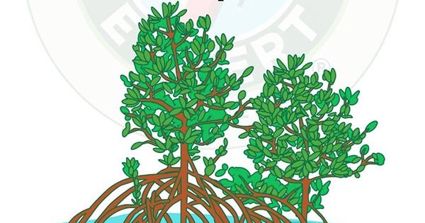 Festival de la mangrove à Sokone - Au Sénégal, le cœur du Sénégal