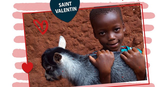 Pour la Saint-Valentin, offrez une chèvre - Au Sénégal, le cœur du Sénégal