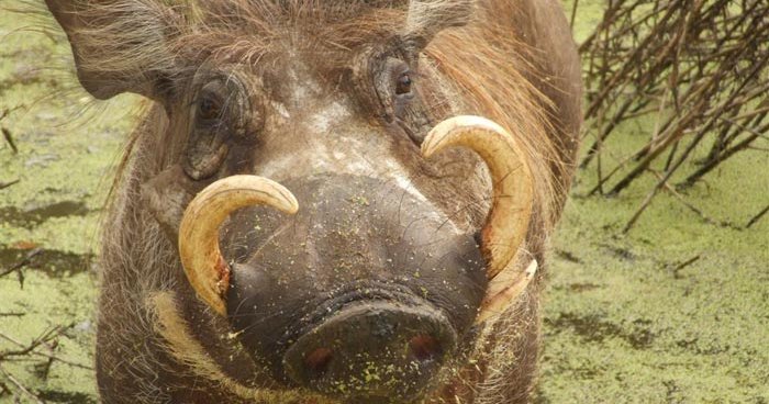 Le parc de Hann : une escapade dakaroise hors du temps - Au Sénégal, le ...