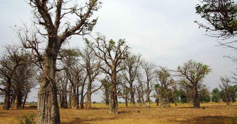 Mar Lodj, une île phénoménale ! - Au Sénégal, le cœur du Sénégal