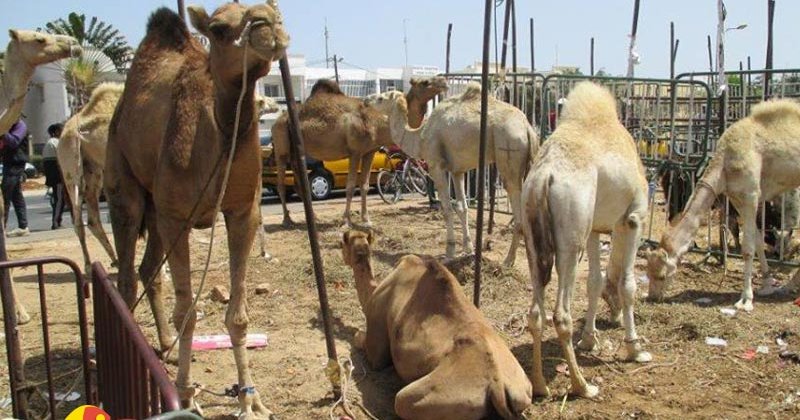 Dakar : un zoo dans la ville - Au Sénégal, le cœur du Sénégal