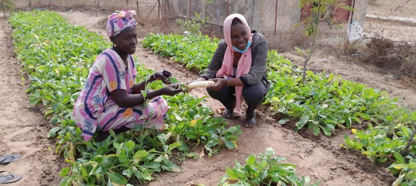 Le paradoxe sénégalais : un géant du phosphate aux terres agricoles ...