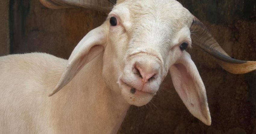 Tabaski, nous y sommes - Au Sénégal, le cœur du Sénégal