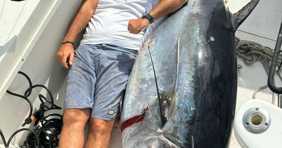 Un thon rouge géant de 264 kg pêché au large de Dakar - Au Sénégal, le ...