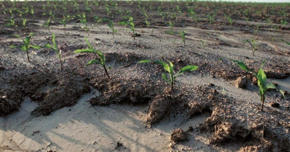Le paradoxe sénégalais : un géant du phosphate aux terres agricoles ...